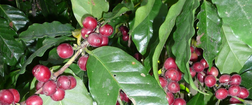 Three Bears Coffee Company