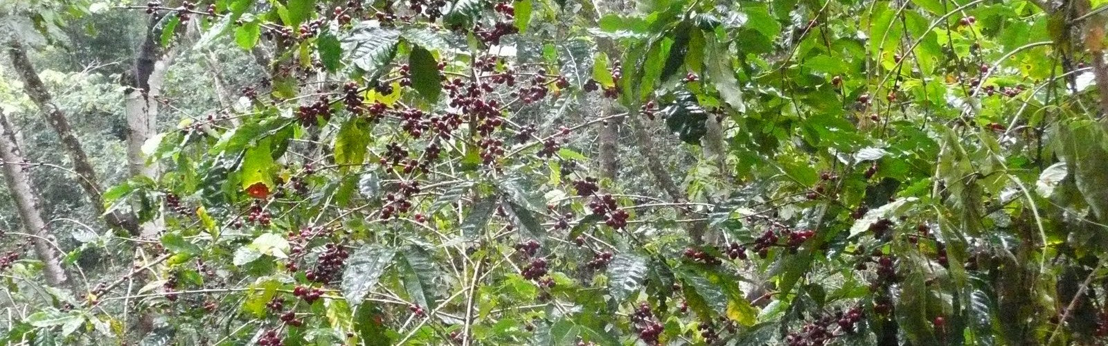 Three Bears Coffee Company