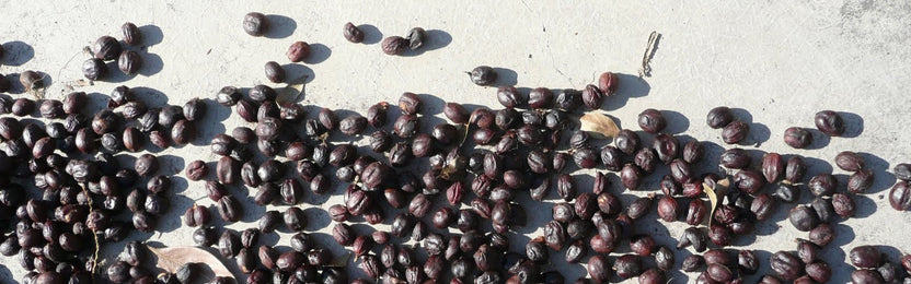 Three Bears Coffee Company