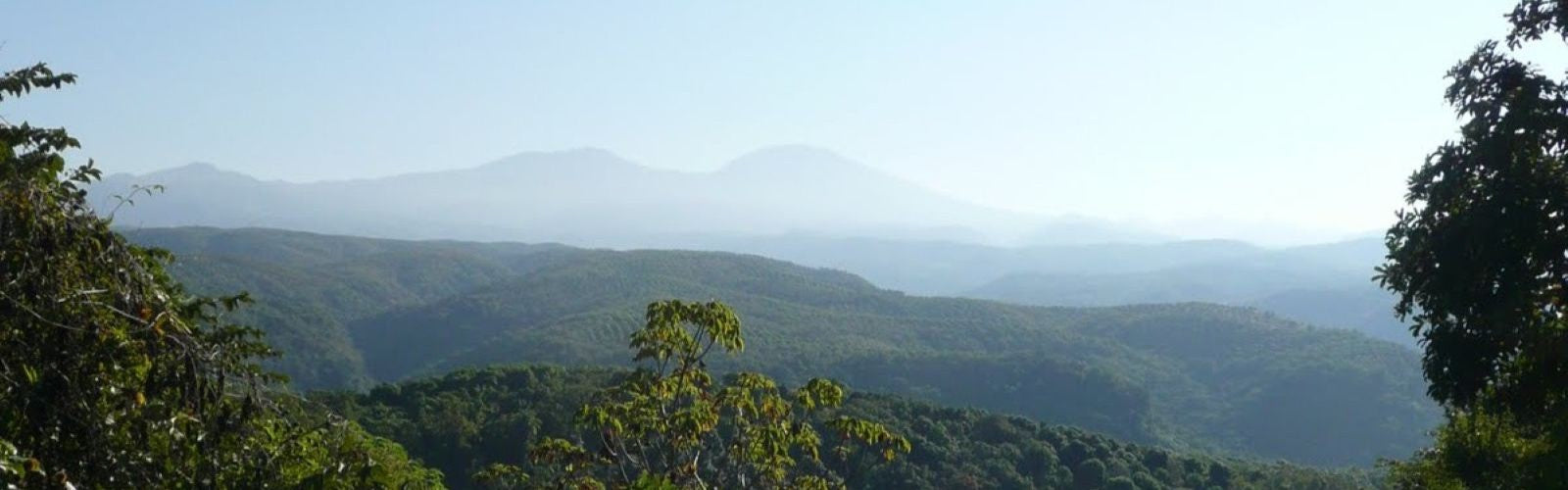 Three Bears Coffee Company