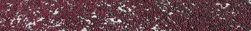 Info – Three Bears Coffee Company
